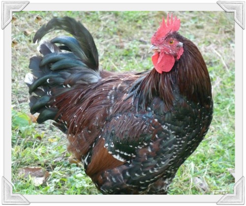 Woodville Ace Chicken Blog Speckled Sussex woodville-ace-chicken-blog-speckled-sussex
