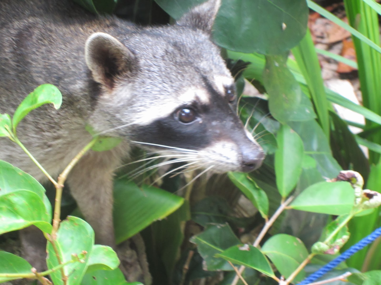 Costa Rican Chicos: Manuel Antonio and the Naughty Raccoon - Hannah