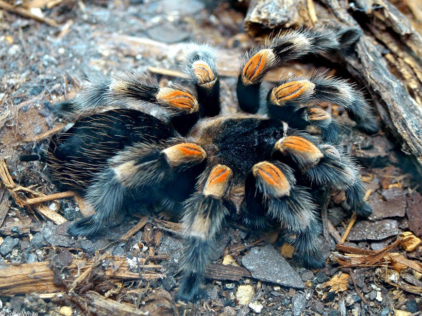 Giant Tarantula spider, Tarantula Pictures, Tarantula Facts ...