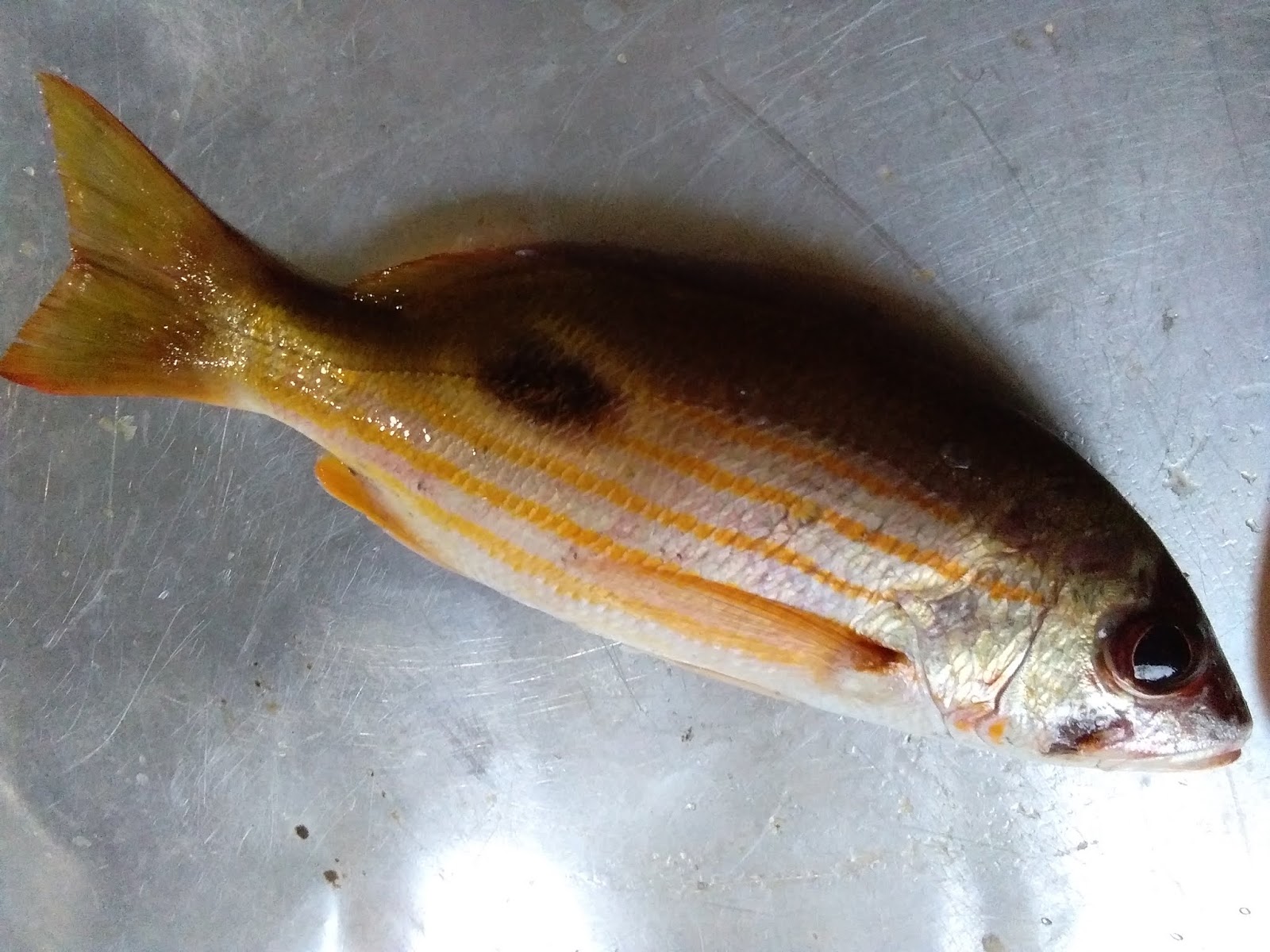 ikan tompok hitam ekkr - Isaac Abraham