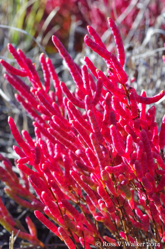 Ross Walker photography: Pickleweed Autumn