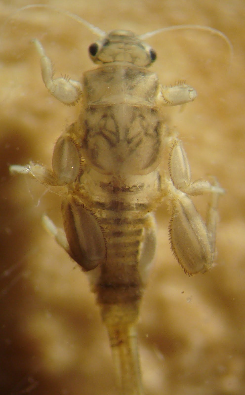 EPHEMEROPTERA DE SUR AMERICA: agosto 2011