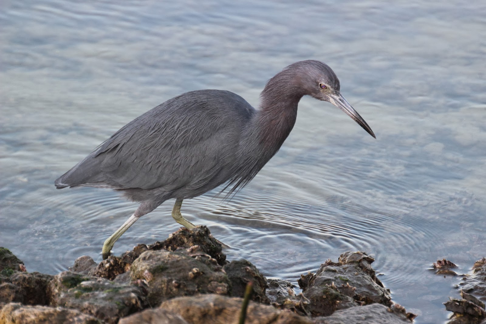 Cannundrums: Little Blue Heron