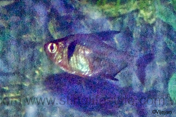CHENNAI FREE CLASSIFIEDS: Black Phantom Tetra Fish Care