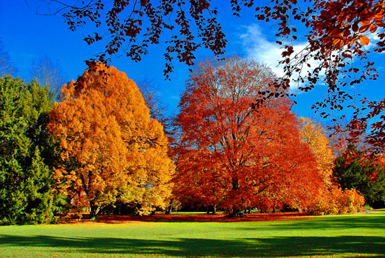De arboles colores - Imagui