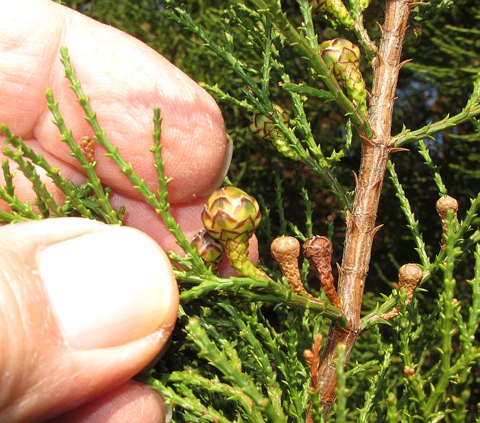 Esperance Wildflowers: Callitris pyramidalis - Swamp Cypress