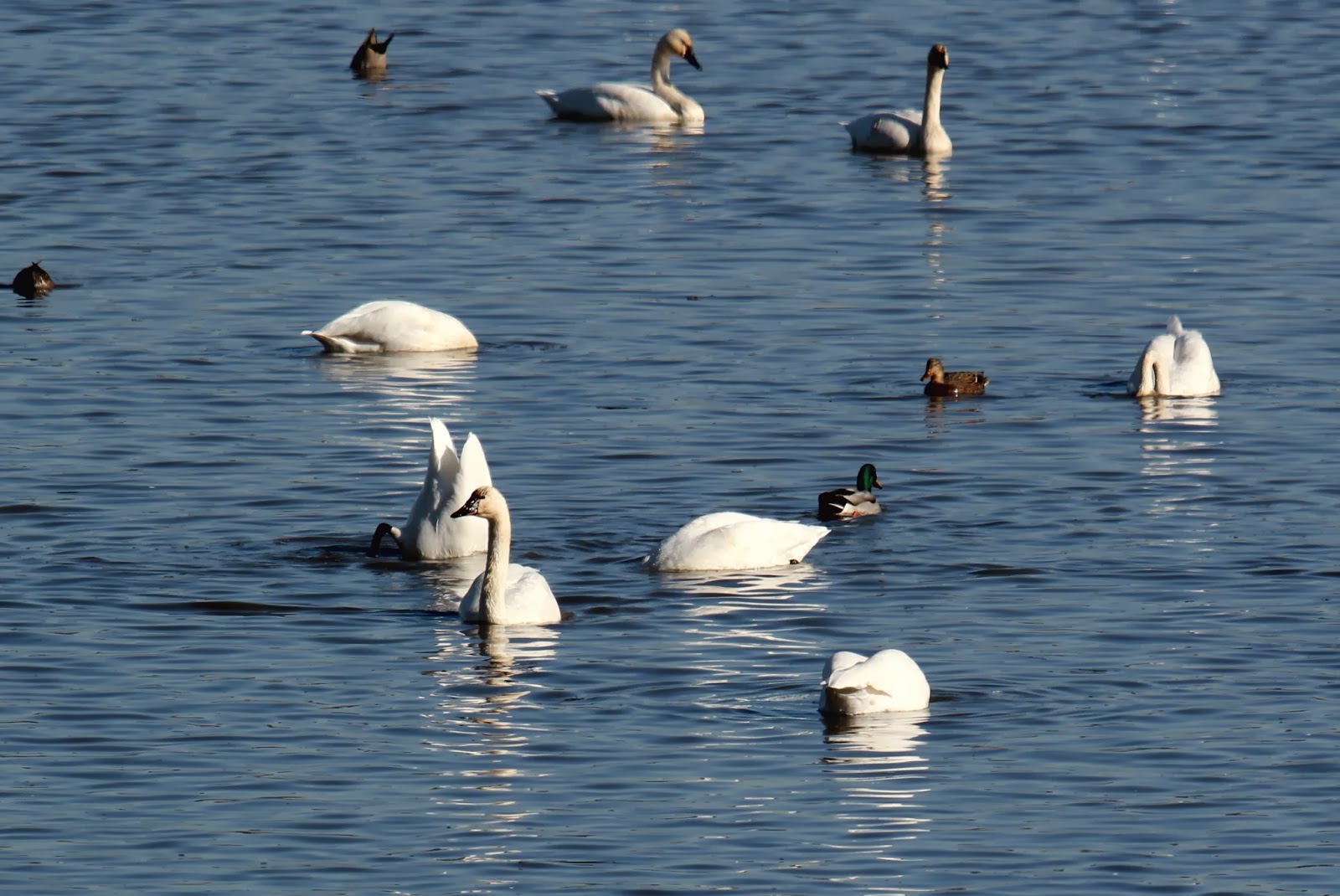 NATURE NOTES: November 2013