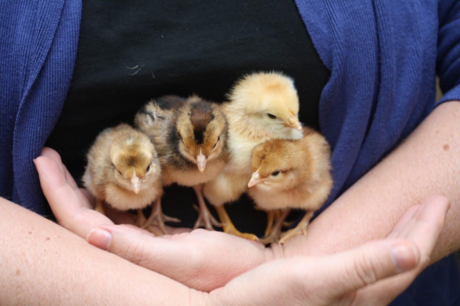 Debbie's Delectable Delights