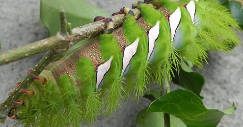 Ulat Bulu Paling Mematikan Di Dunia - KAMBBO BLOG