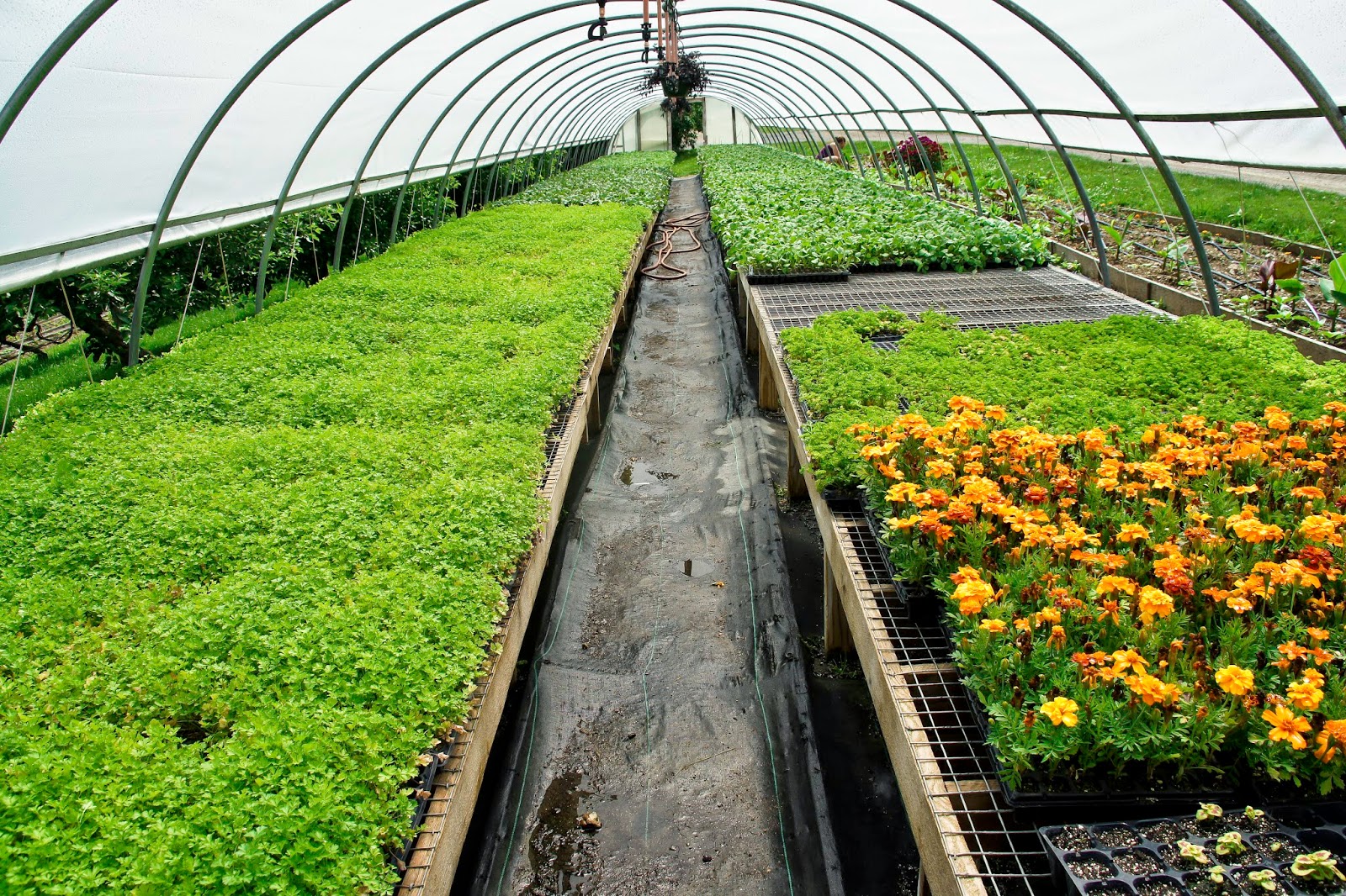 A Life Inspired by Nature: Spiral Path Farm - Certified Organic Produce