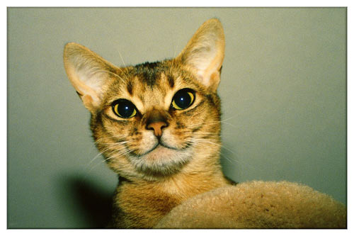 ezhan-artwork: Bila Haiwan Tersenyum Riang