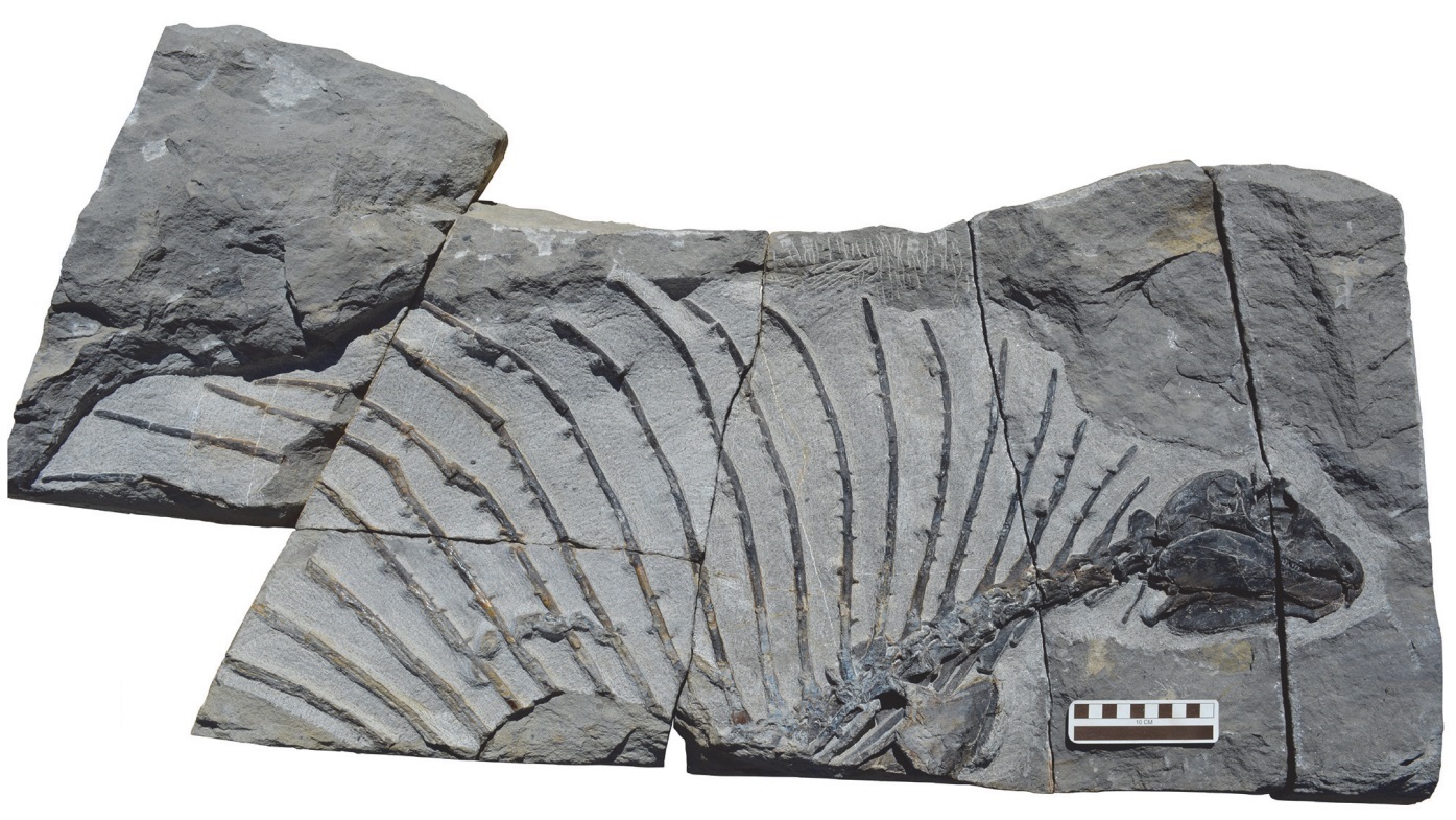 Species New to Science: [Paleontology • 2018] Gordodon kraineri • The ...