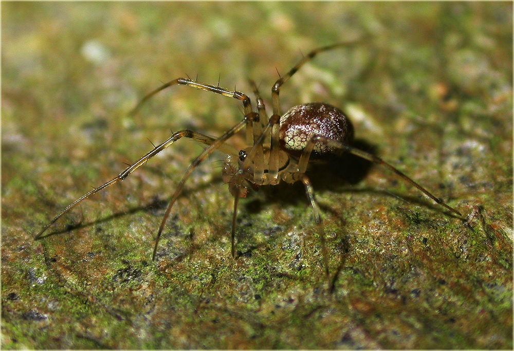 Arachnerds: Invisible Spiders - Drapetisca socialis