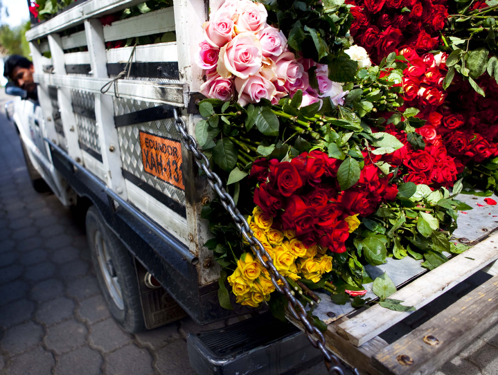 Ecuador - behind the walls: The national flower of Ecuador is the Rose