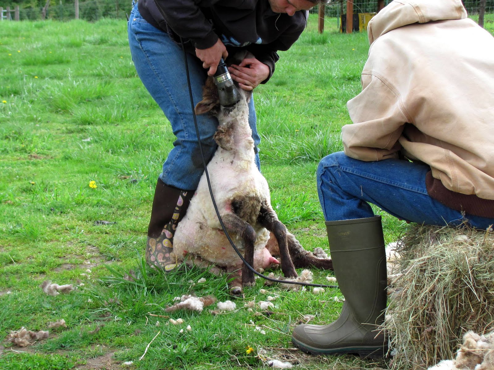 Jod à La Mode: The great sheep experiment
