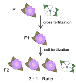 Paveldimumas ir kintamumas ~ Biomokslai