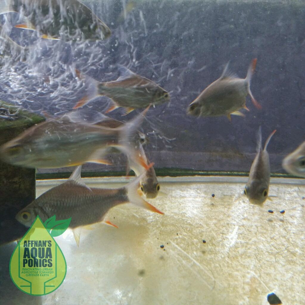 Affnan's Aquaponics: Getting Few More Fish - Lampam & Patin