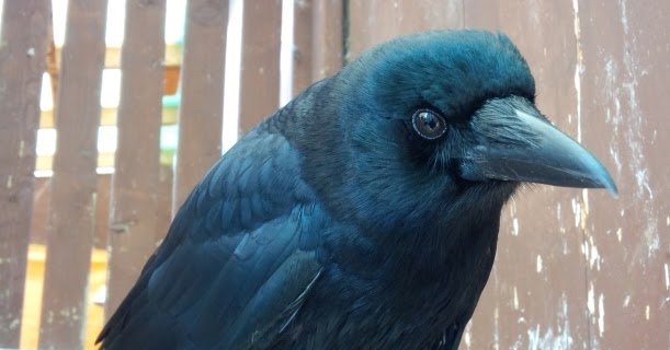 White Wolf : Manitoba Wildlife Centre Discovers Rescued Crow Can Talk ...