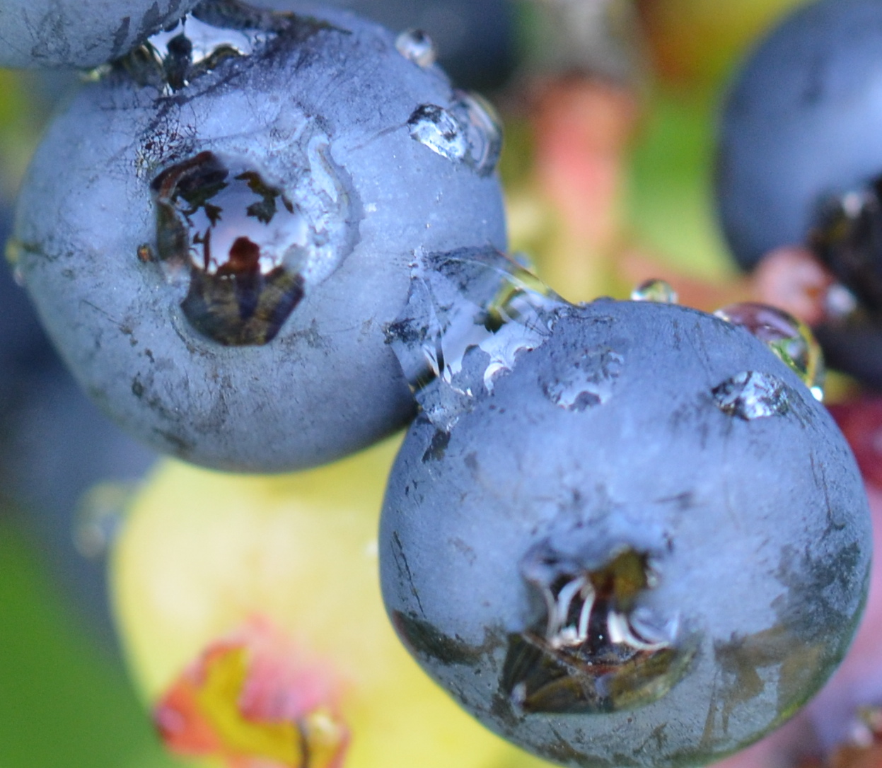 Looking Back Wildly Native Highbush Blueberries Flowers to Fruit ...