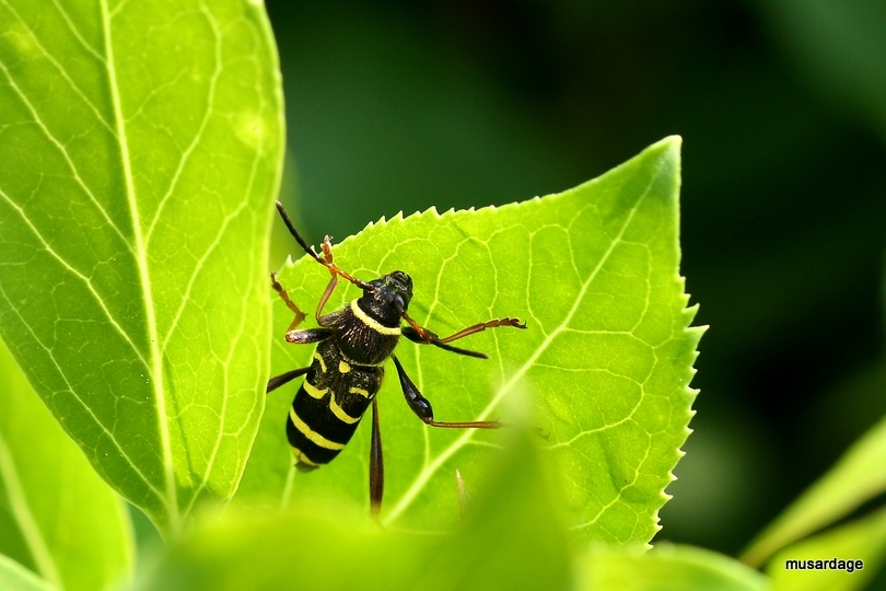 Le "Clyte bélier", (Clytus arietis) . | Musardage du côté de Trégunc