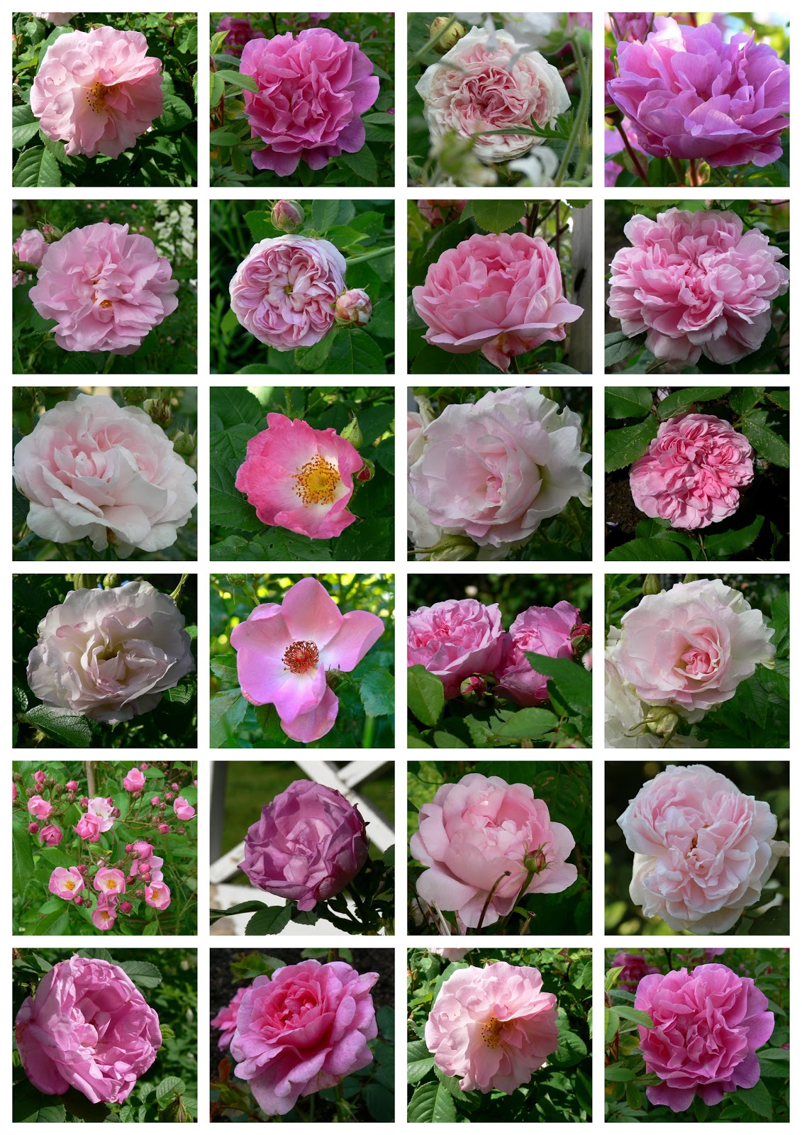 Sabelhagens olivlund : Rosa, rosa och rosa rosor