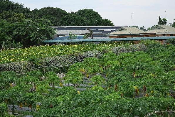 Philippine Farm Tours in Tagaytay & Bulacan - Philippine Flight Network