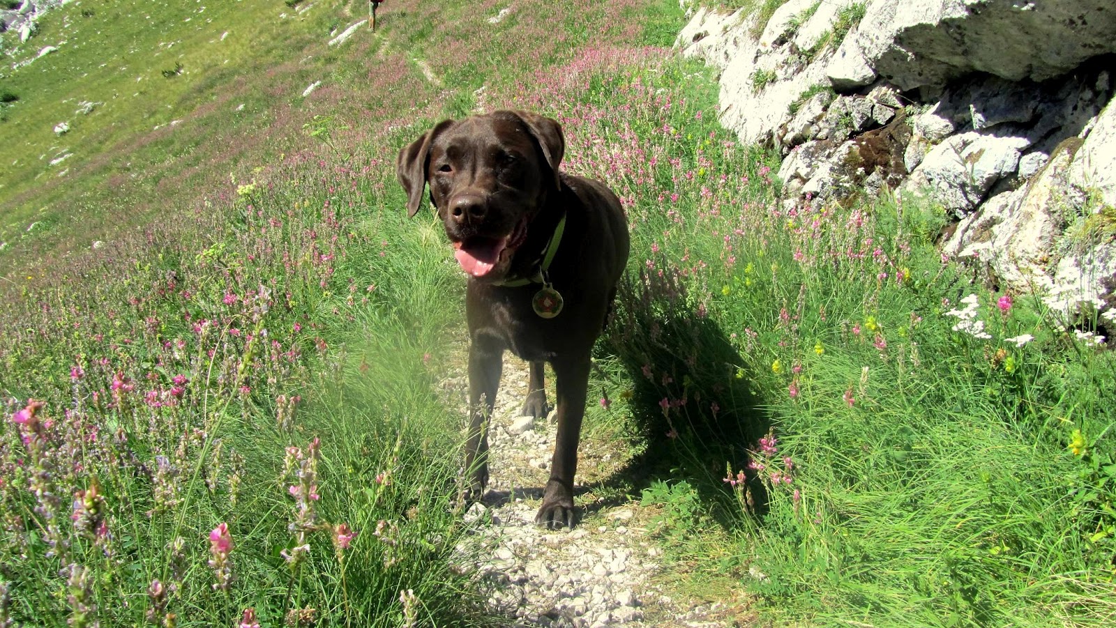 Luna chocolate lab sweeter than a chocolate: Alpski bivak & Debeli ...