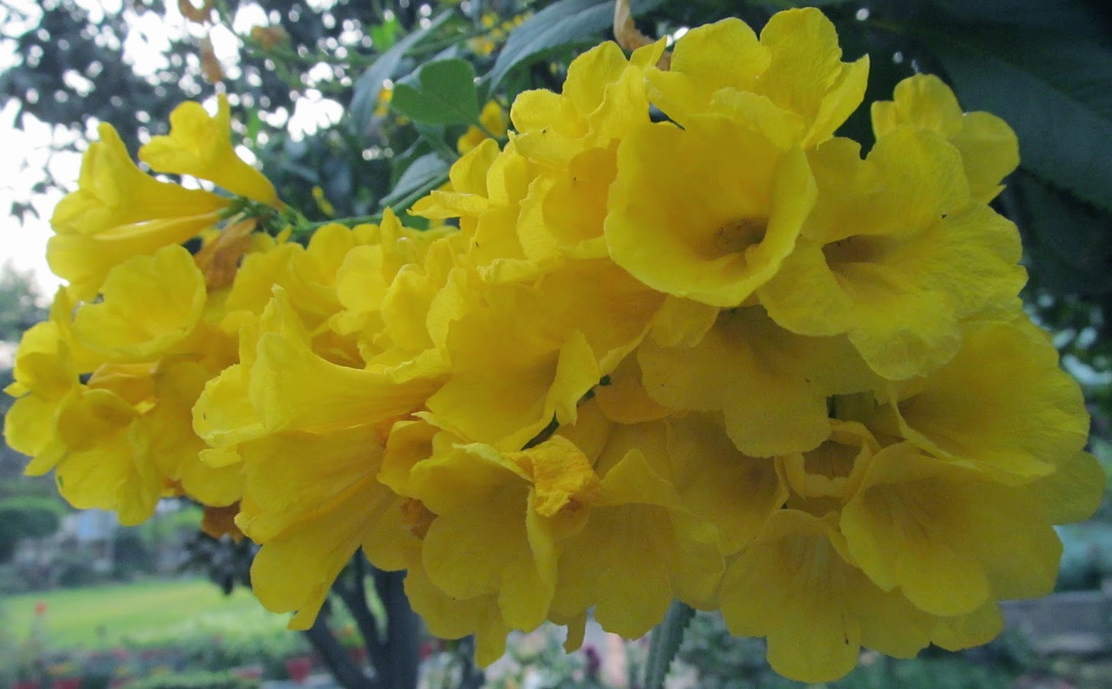 NATURAL & UNIQUE PHOTOGRAPHY: TECOMA STANS FLOWER OR YELLOW BELLS OR ...