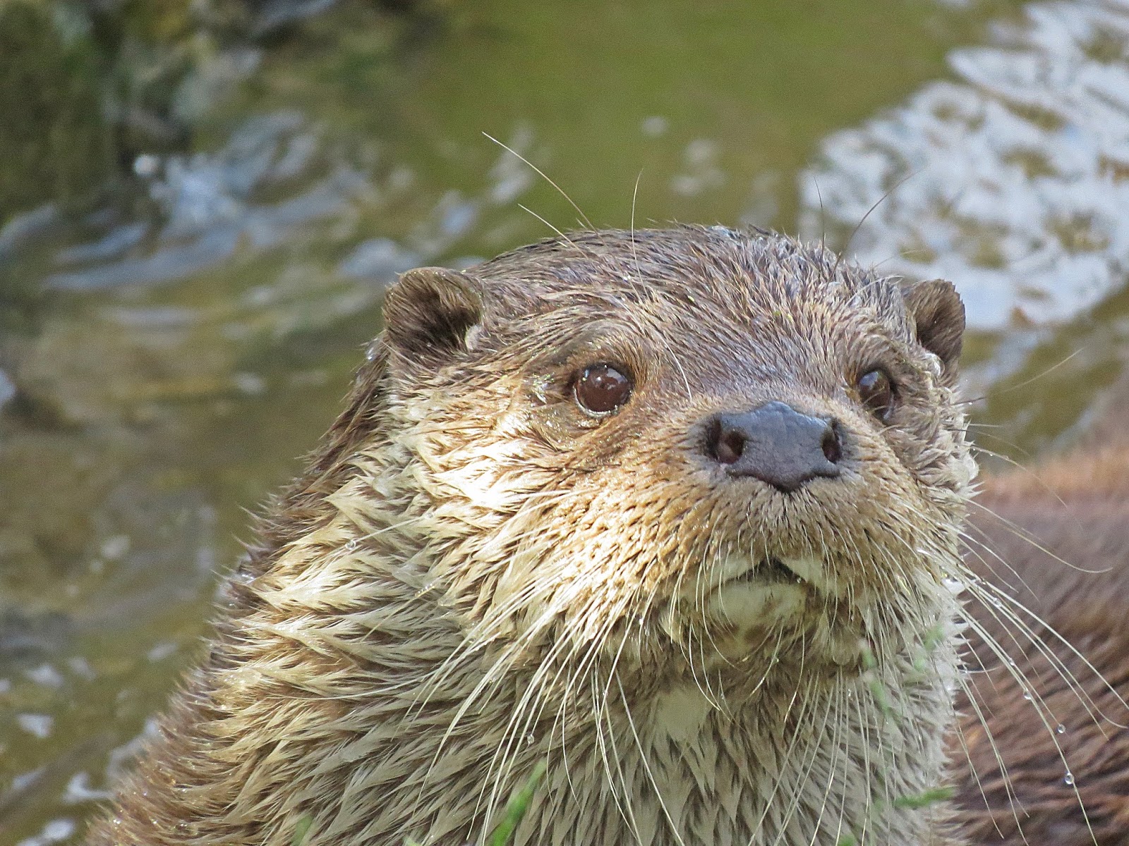 El Blog de Ignacio Henares: La nutria 'salta' a Sierra Nevada