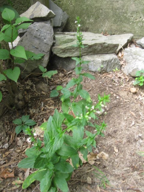 My Lovely Weeds: It's high weed season in my yard. Anyone know what ...