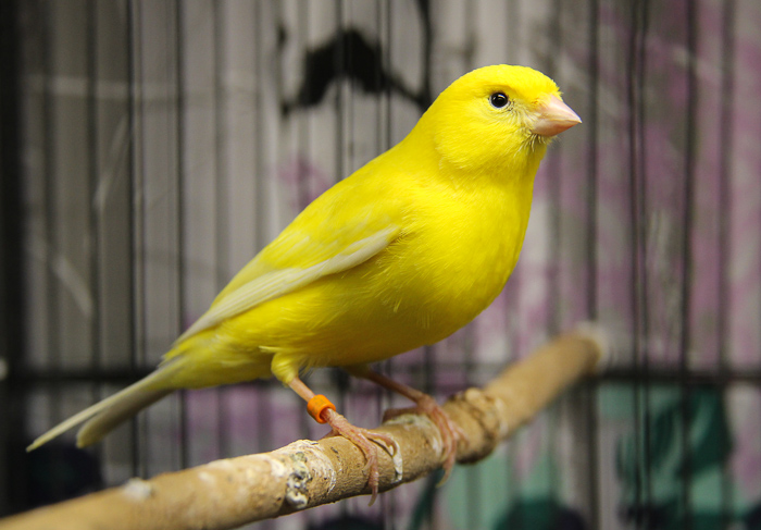 Lintumetsä: Lintumetsän siivekkäät