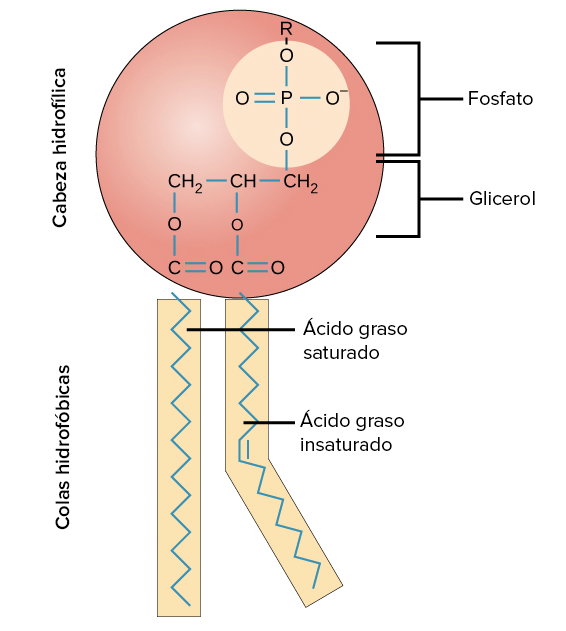Morfologia Funcional de la Celula | Tips Internistas