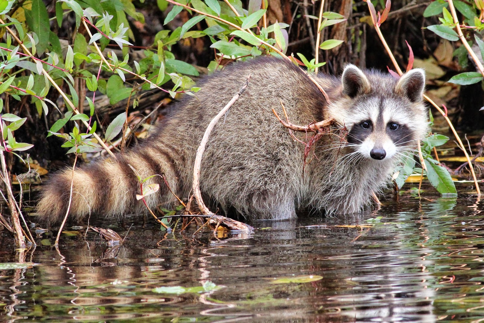 Info animales: MAPACHES Y PARIENTES