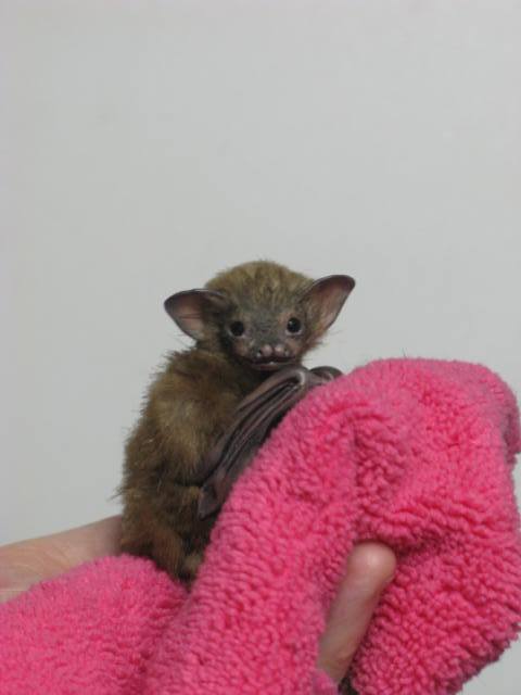 Cute Bumblebee Bat