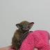 OOAK BABY BUMBLEBEE BAT
