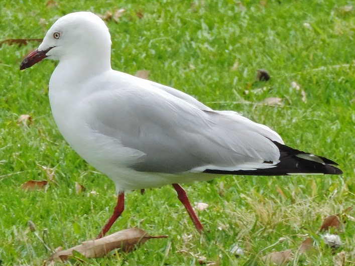 Birds & other Creatures: Silver Gull