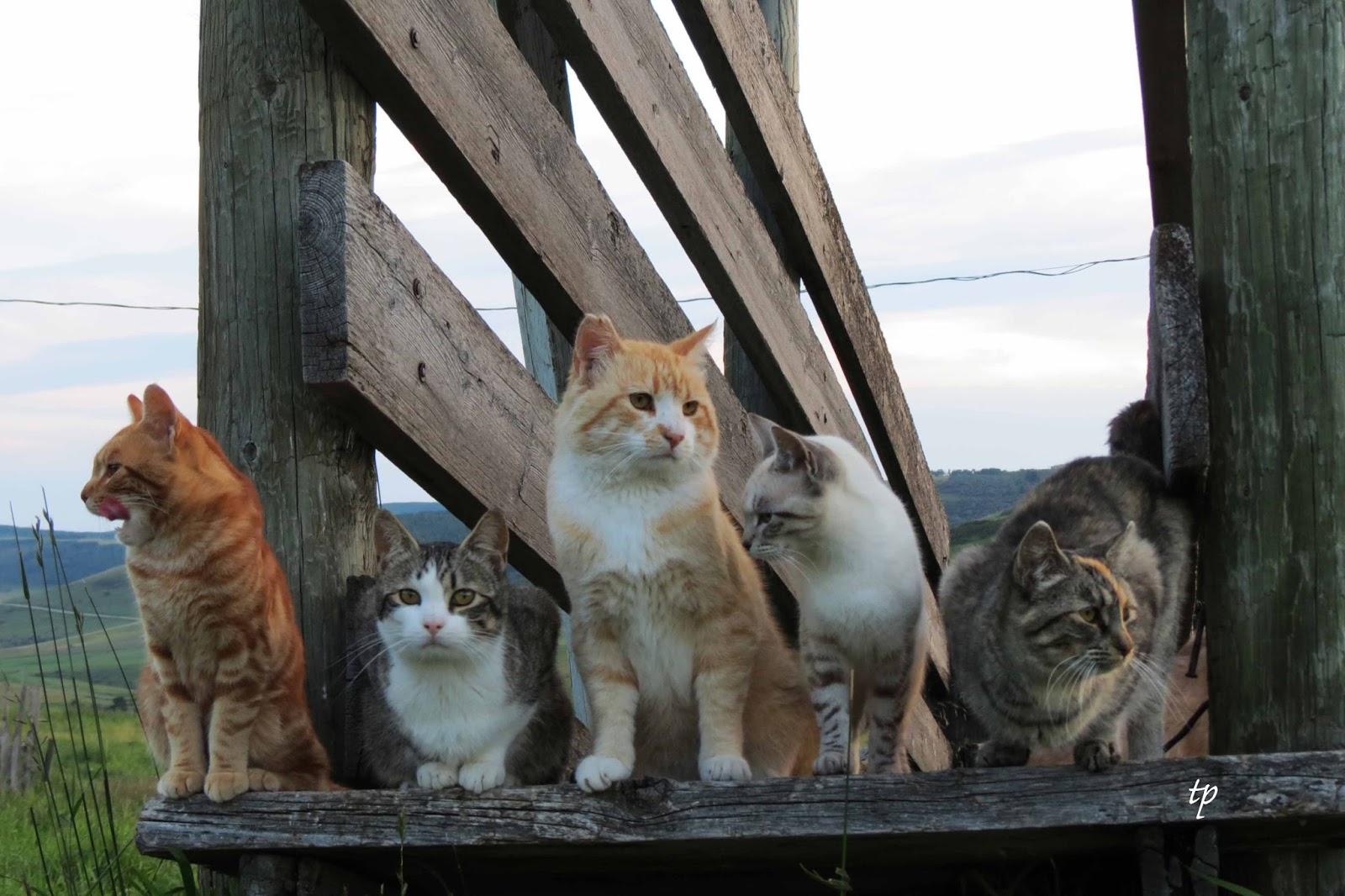 Cattales from Barn Cat Mansion: August 2013