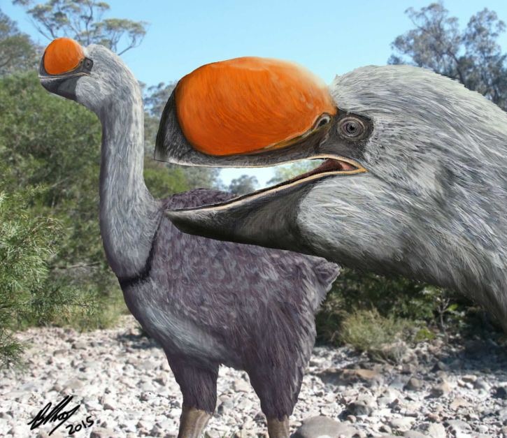 Species New to Science: [PaleoOrnithology • 2016] Dromornis murrayi ...