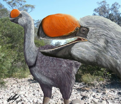 Species New to Science: [PaleoOrnithology • 2016] Dromornis murrayi ...