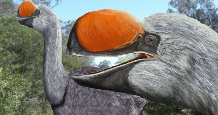 Species New to Science: [PaleoOrnithology • 2016] Dromornis murrayi ...