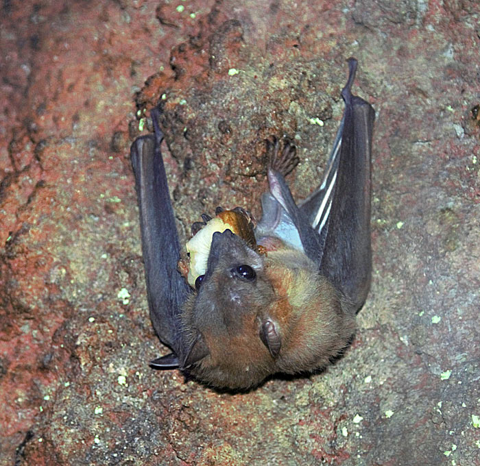 Foto-Natura-Huesca: QUIRÓPTERO Chiroptera Johann Friedrich Blumenbach ...