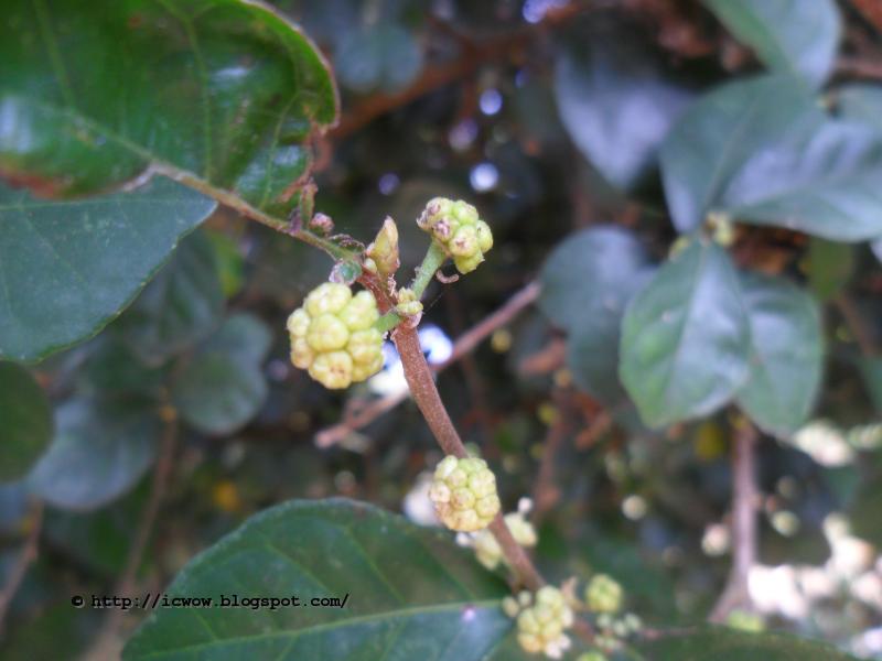 Sheora Gachh(শেওড়া গাছ) - Trophis aspera