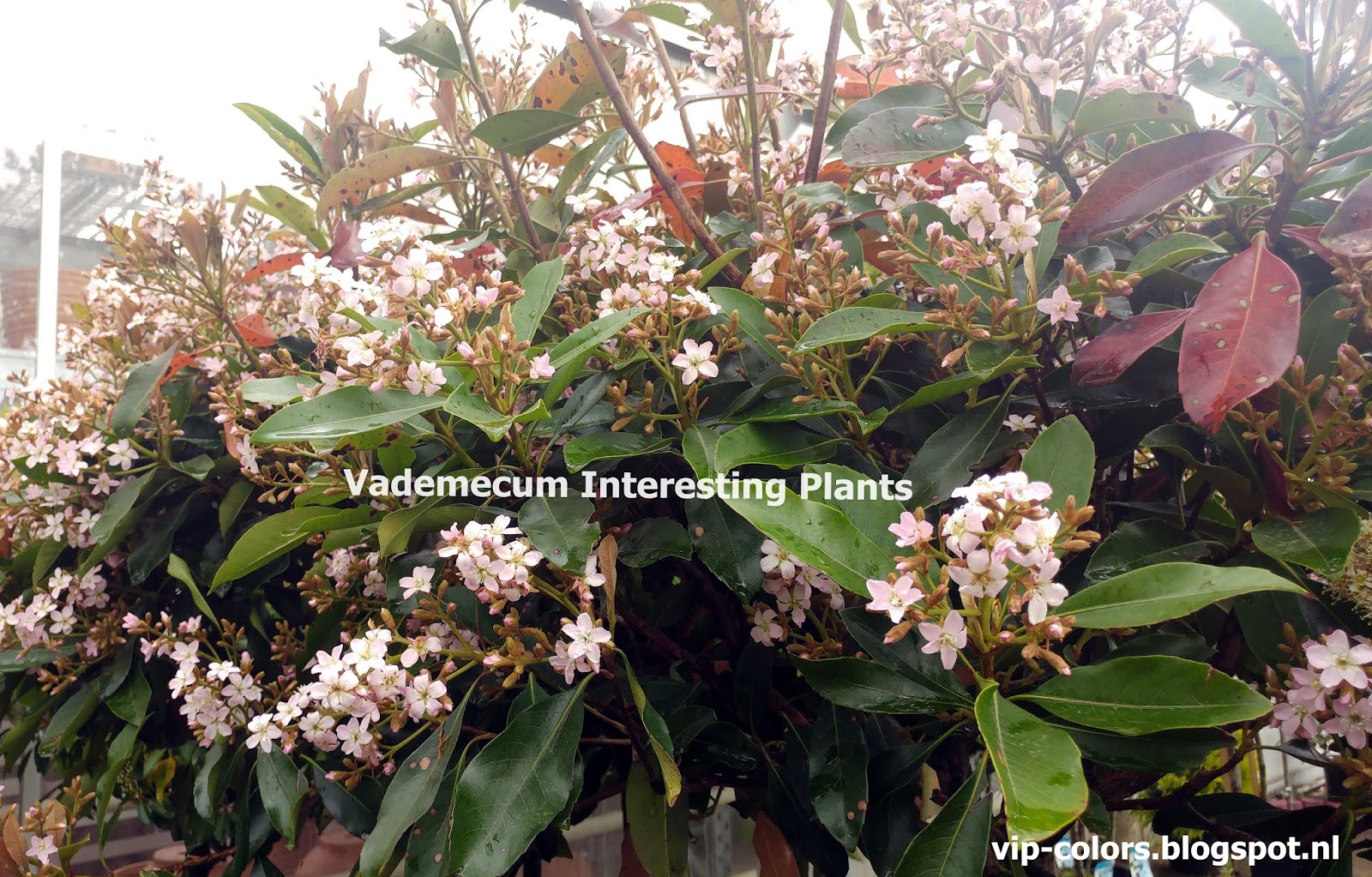 Vademecum Interesting Plants: Eriobotrya japonica - Nieśplik japoński ...