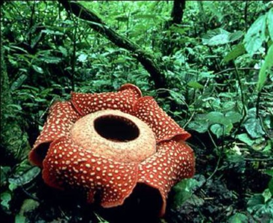 Biologi: Perbedaan Bunga Bangkai dan Rafflesia Arnoldii