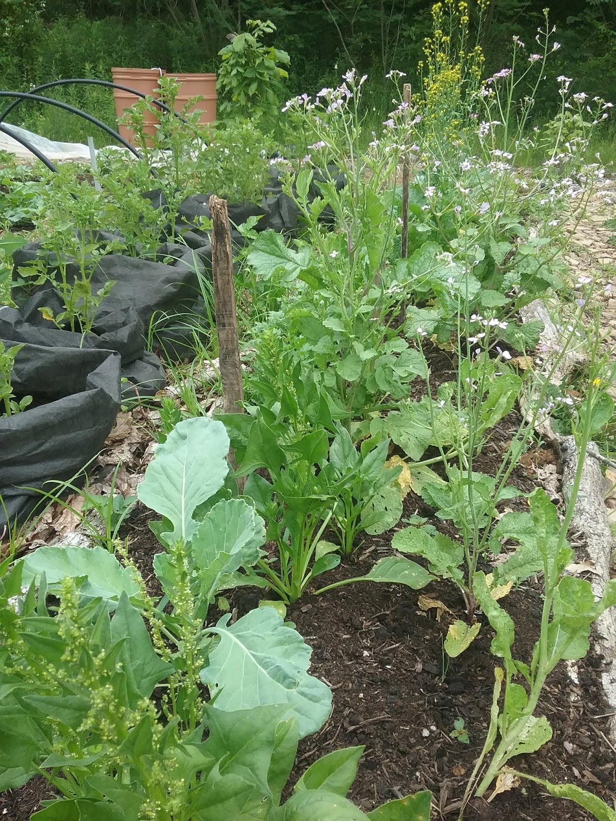 Vegans Living Off the Land: Blueberry & vertical trellis biodiverse garden