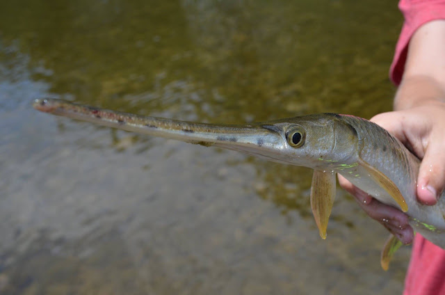 Canoeing In Ohio: Longnose Gar Next >