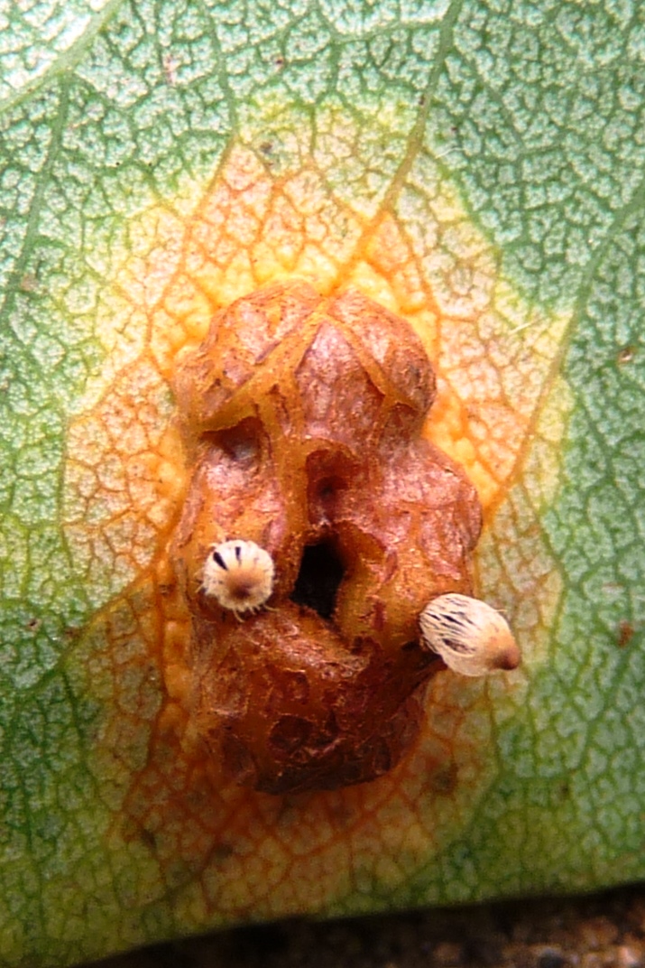 Northwest Norfolk Naturalists: Pear Gall Fungus