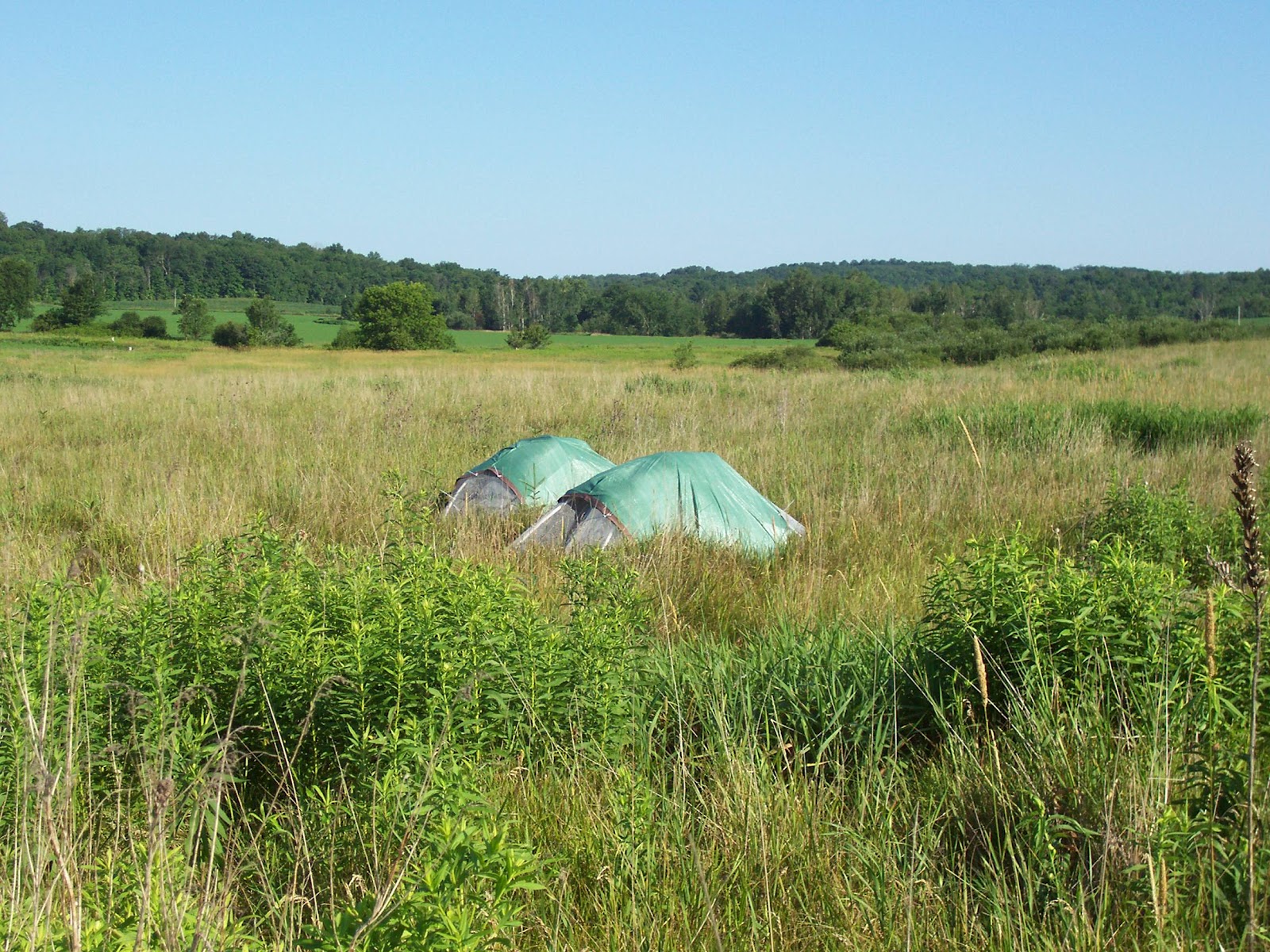 Chicken Lady's Great Adventures: Finally, A Chicken Tractor!