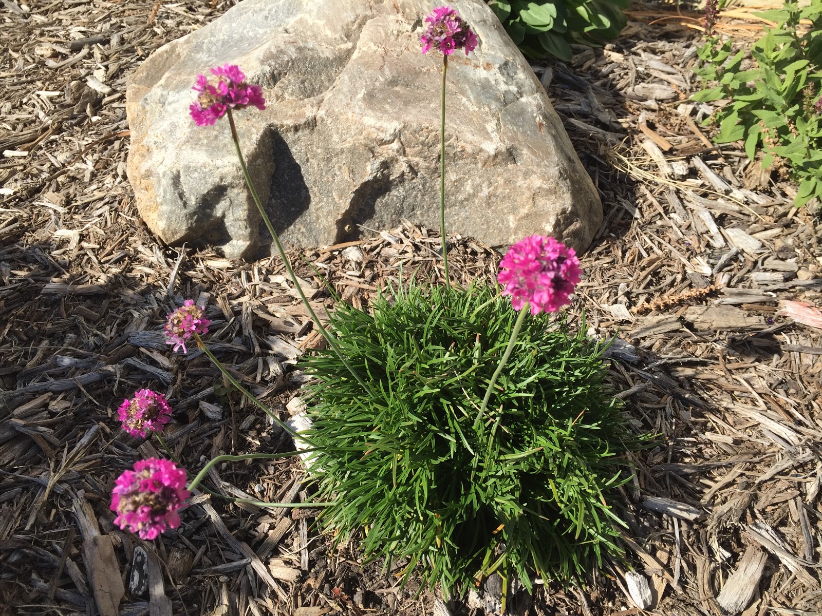 Garden Bloggers' Bloom Day - October 2015 [Backyard Neophyte ...