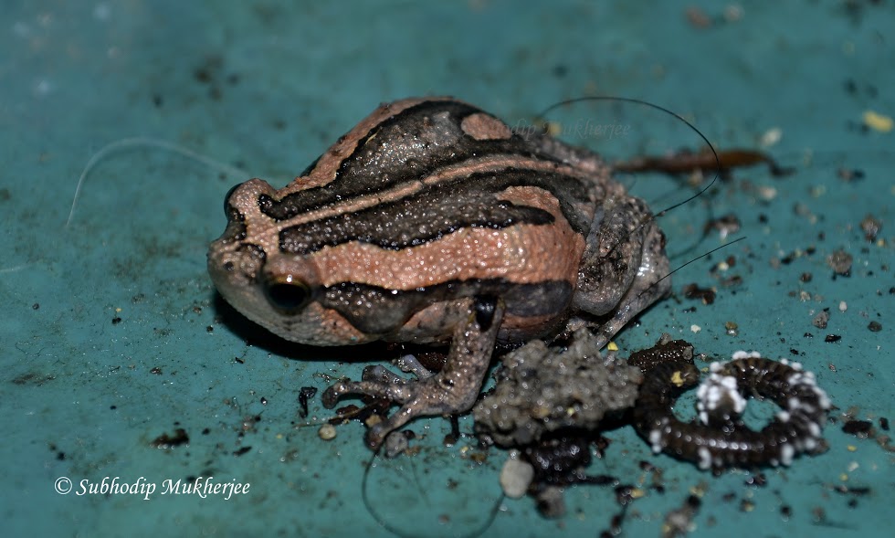 Species New to Science: [Herpetology • 2004] Kaloula assamensis • A New ...